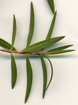 Melaleuca linariifolia. FLAXLEAF PAPERBARK.